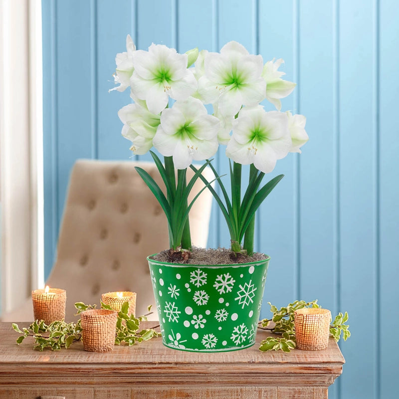 Christmas Gift Amaryllis Duo In Schematic Snowflakes Pot - Breck's ...